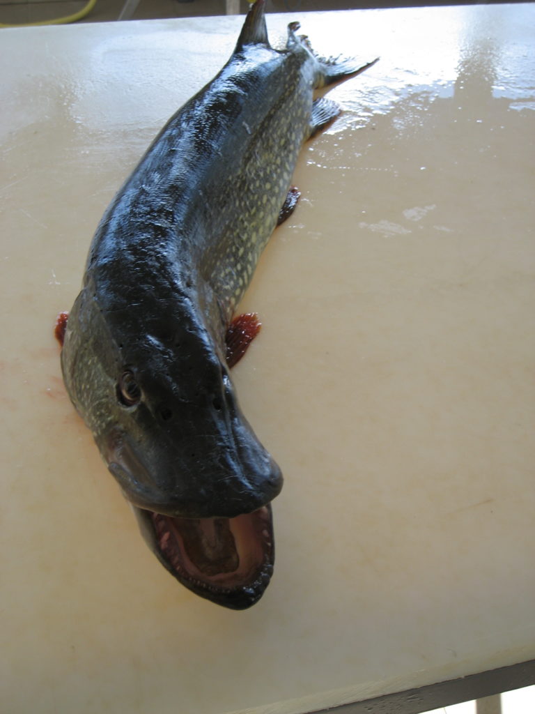 BROCHET - Pecherie Parpillon