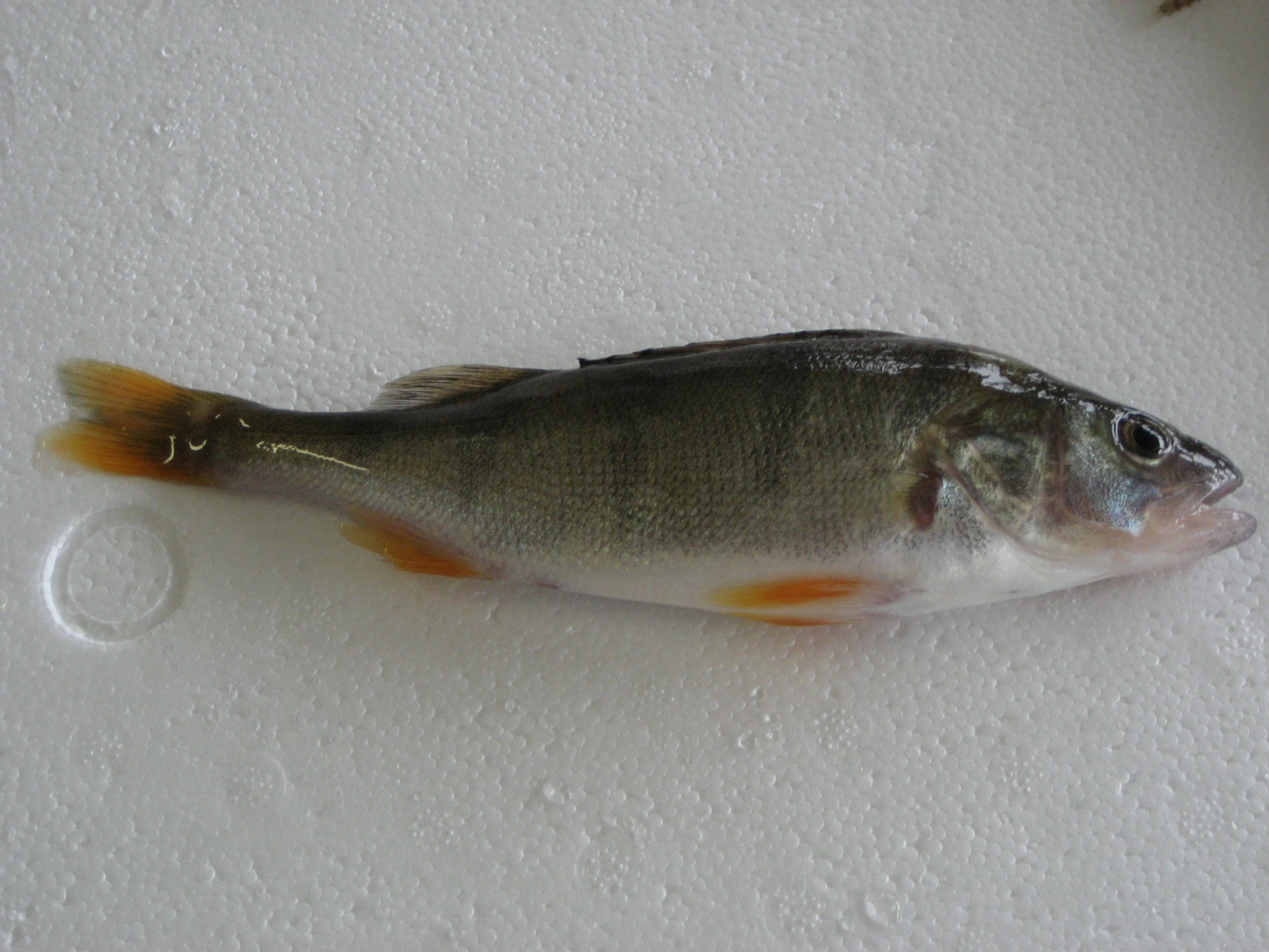 Recette Filets de Perche Pecherie Parpillon